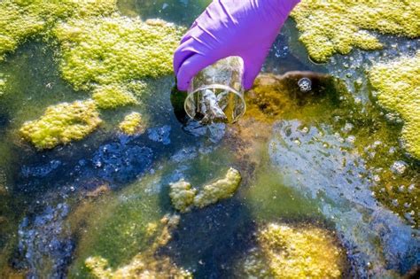 Artificial Eutrophication