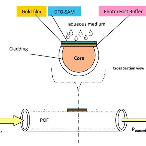 Dfo Based Pof Spr Sensor For Fe Iii Detection Reproduced With Download Scientific Diagram