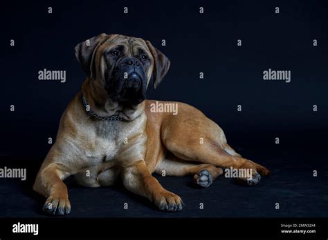 Black Bullmastiff