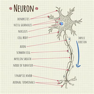 Structure Of Neuron And Types Lesson Science CBSE Class 10