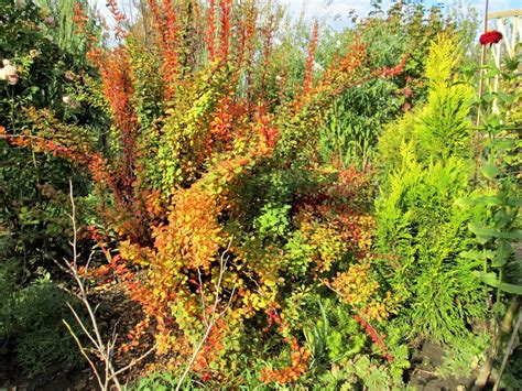 СОЗДАЁМ САД СВОИМИ РУКАМИ. Хвойные и барбарисы. | МОЙ САД У ДОМА | Дзен