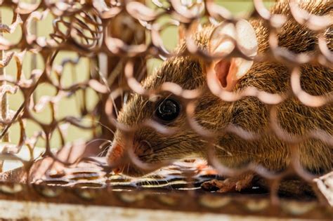 Cerca De La Rata Ansiosa Atrapada Y Atrapada En Una Jaula De Metal