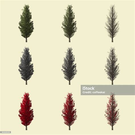 Populus 나무 시즌 변경 세트 여름 겨울이을 조 경 디자이너에 대 한 절연 3d 렌더링 0명에 대한 스톡 사진 및 기타 이미지 Istock