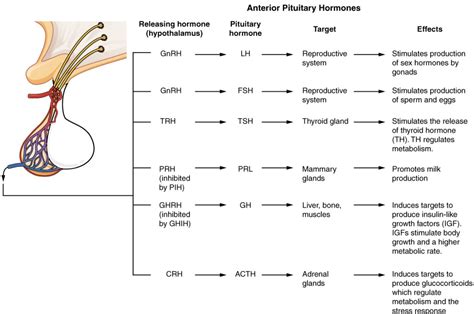 Sex Hormones Archives Anatomy Note