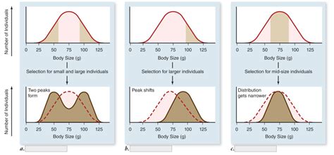 Chapter 20 Diagram Kinds Of Selection Diagram Quizlet