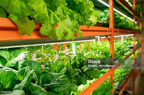 통로를 따라 선반에서 자라는 다양한 종류의 양배추의 녹색 묘목 수직 농법에 대한 스톡 사진 및 기타 이미지 수직 농법 실내 야채 가든 Istock