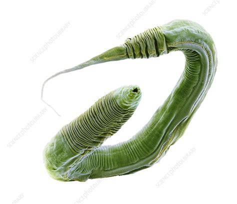 C Elegans Worm Sem Stock Image C0207170 Science Photo Library