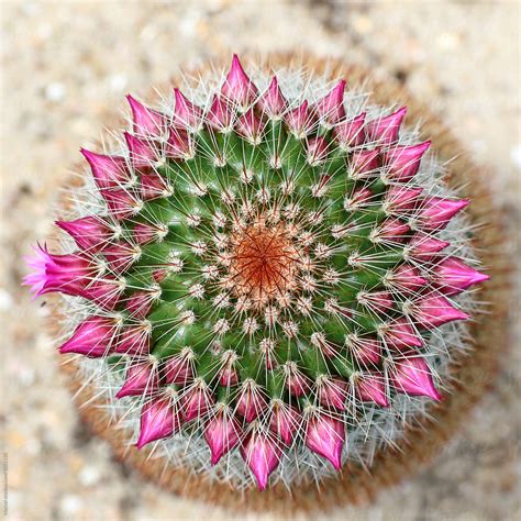 Flowering Cactus Top By Stocksy Contributor Marcel Stocksy