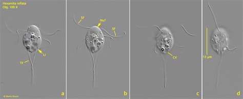 Hexamita inflata – Real Micro Life