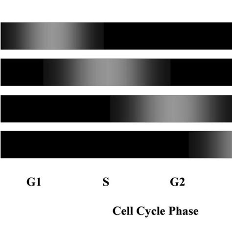 Temporal Expression Of Cyclins While Cell Cycle 20 Download