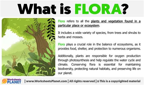 What Is Flora Definition Of Flora