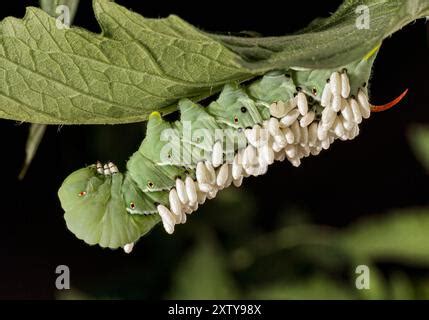 Braconid Wasp Parasitized A Tomato Hornworm Manduca Quinquemaculata