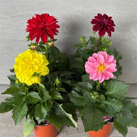 Dahlia Assorted Colours Fiesta Gardens Store