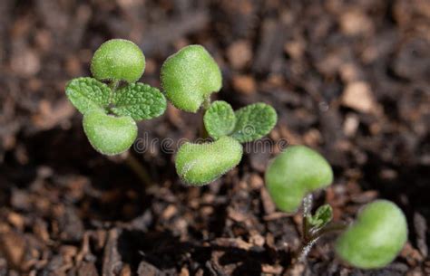 Tiny Little Sage Seedlings Growing Stock Image Image Of Little