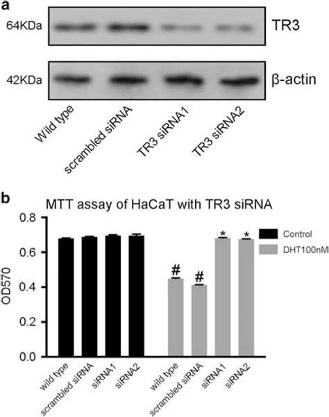 Knockdown Of Tr3 Expression Blocked The Inhibitory Effect Of Dht On Download Scientific Diagram