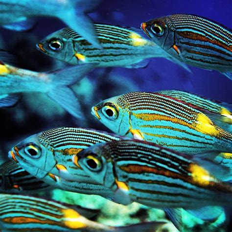 Premium Photo School Of Fish Swimming In Sea