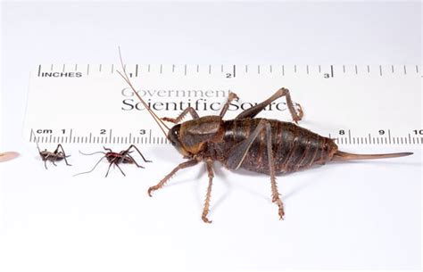 Did You Know Crickets Can Tell You The Temperature Heres How Albuquerque News Newslocker