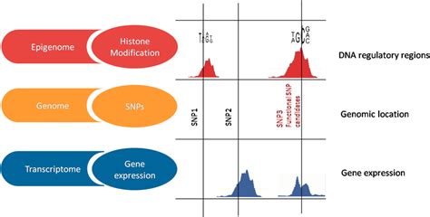 Principle Of Functional SNP Candidates Identified By ITEA Using Download Scientific Diagram