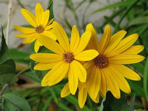 Как называются цветы похожие на ромашки разноцветные многолетние