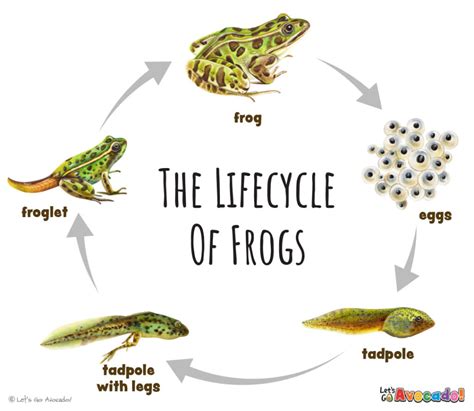 Toad Life Cycle