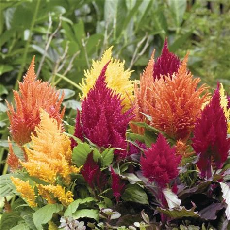 Celosia Seeds Fashion Look Mix 1 000 Pelleted Seeds Buy Bulk Seeds