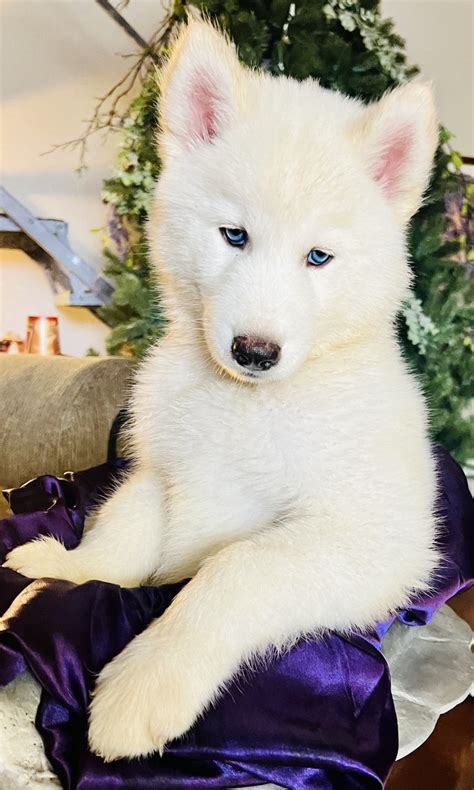 Alaskan Husky Puppies For Sale West Covina Ca 462061