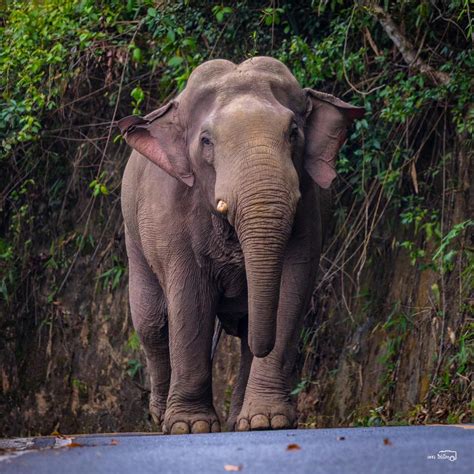 พลายงวง ใช้งวงแตะหัวรูปปั้นช้าง อย่างเอ็นดู ดูน่ารักดีค่ะ 🥰 ธรรมชาติ