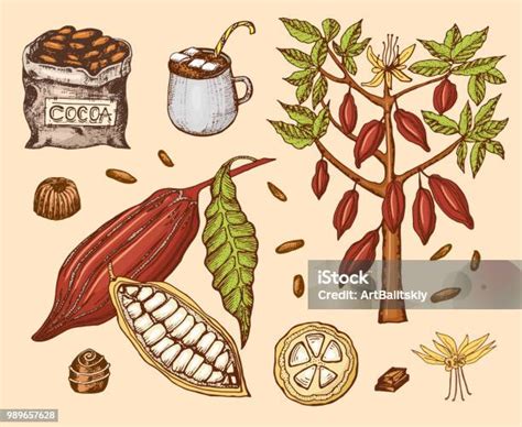 코코아 콩 그리고 핫 초콜릿입니다 천연 유기농 제품입니다 재배 지에 과일의 씨앗입니다 나무와 농장 제품 오래 된 부 대입니다 유행 귀여운 벡터 일러스트 레이 션 0명에 대한