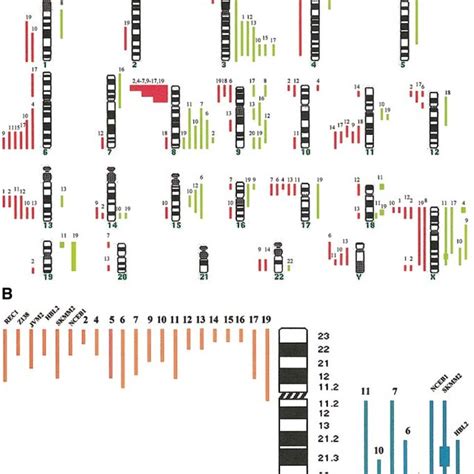 Chromosomal Imbalances And Genomic Loss Of 8p In Mcl A Summary Of Download High Quality
