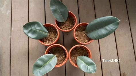 How To Propagate Ficus Elastica From Leaf