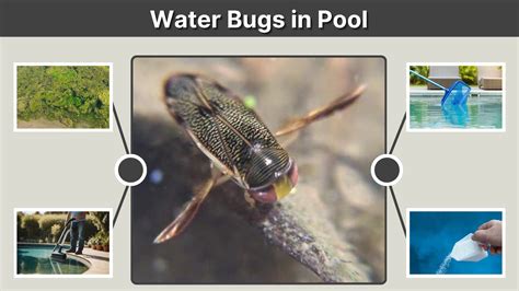 Water Bugs In Pool Causes Types And How To Get Rid Of Them