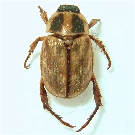 Oriental Beetle Anomala Orientalis Anomala Orientalis Bugguidenet