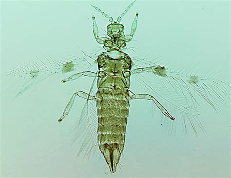 Scolothrips Latipennis Oz Thrips