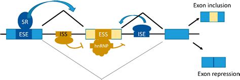 The Role Of Alternative Splicing In The Control Of Immune Homeostasis