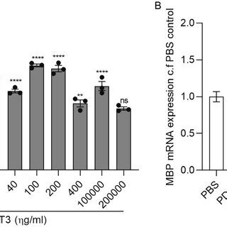 BQ And XAV Promote OPC Differentiation In Vitro Differentiated Download Scientific