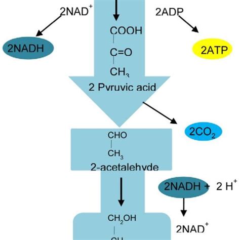 Ethanol Fermentation Inoue Et Al 2000 Download Scientific Diagram