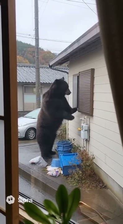 ヒグマ出没 Ai 熊 ヒグマ Youtube