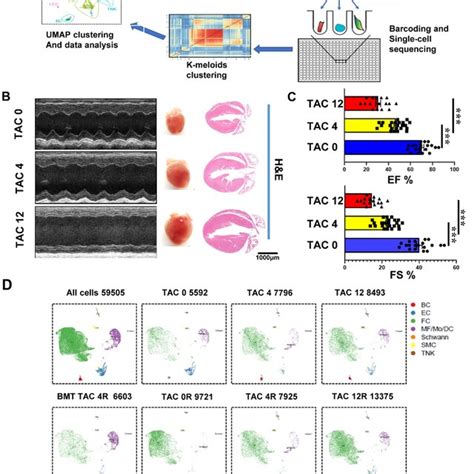 Single Cell Rna Sequencing Scrna Seq Analysis Of Cardiac Hypertrophy Download Scientific