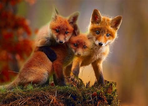Red Fox Pup Wallpaper