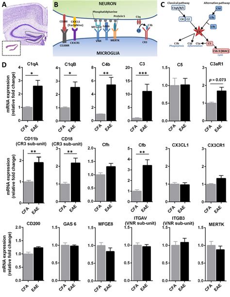 Expression Of Genes Involved In Microglia Neuron Interactions In The Download Scientific