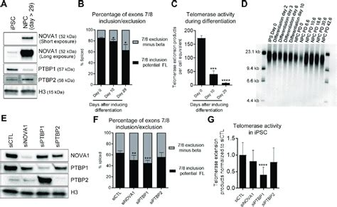 Nova1 Ptbp1 Ptbp2 Axis Regulates Tert Splice Variant Expression In