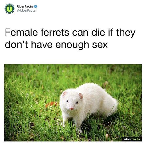 All Sex Repulsed Females On Here Would Die If We Were Ferrets Rasexual