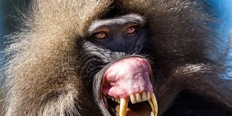 The Galada Baboon A Unique Primate Of Ethiopia
