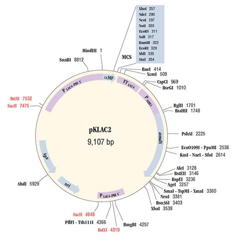 protein expression in yeast neb