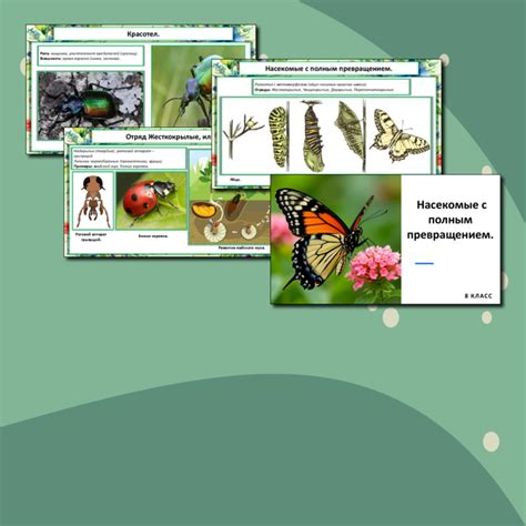 Презентация по биологии в 8 классе «Насекомые с полным превращением