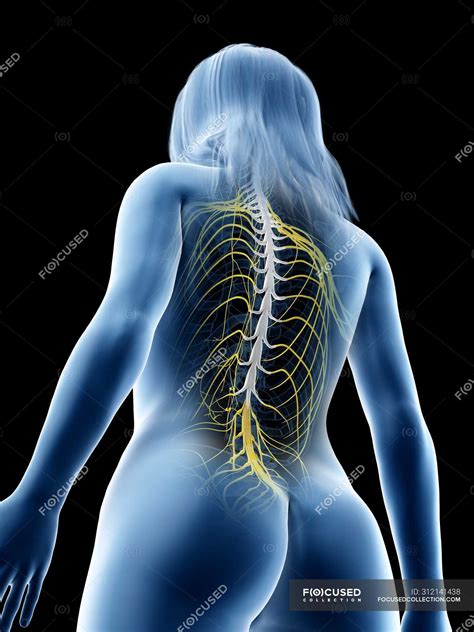 Female Anatomy Showing Spinal Cord Computer Illustration Woman Nervous Stock Photo