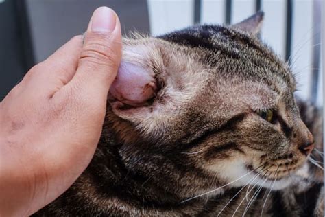 Ear Hematoma In Cat When Is Surgery Needed When Is Surgery Needed