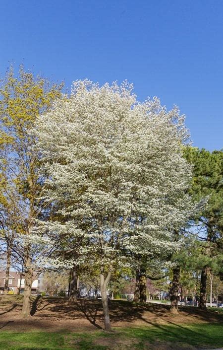 Amelanchier Canadensis Shrub