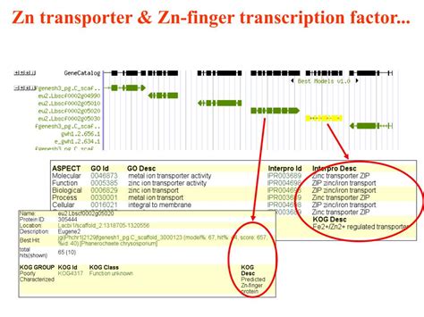 Ppt Gene Annotation Metal Transport And Homeostasis Damien Blaudez Annick Brun Michel Chalot