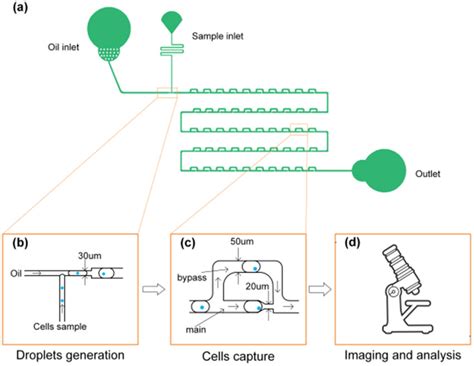 Microfluidic Chip Of Single Cell Trapping A 2d Diagram Of The Chip